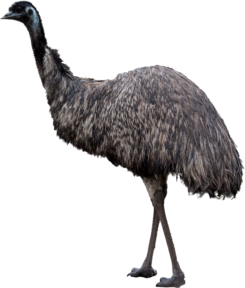 Emu Vs Ostrich Clip Art - Australian Animals Transparent - Full Size ...