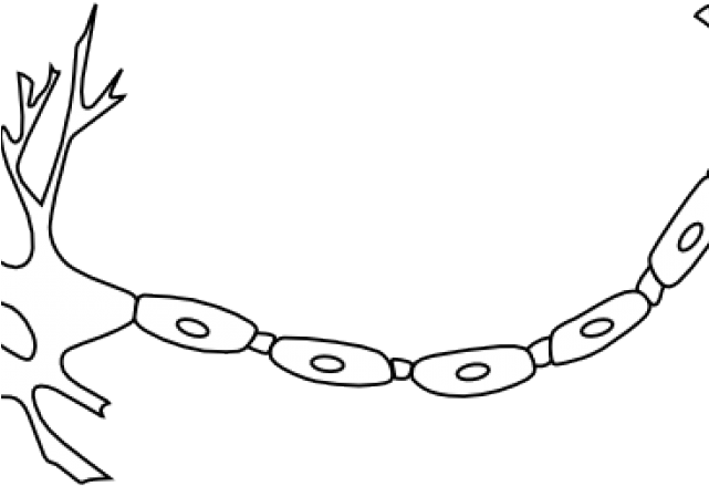 Neuron Clipart Black And White - Neuron Diagram - (640x480) Png Clipart ...