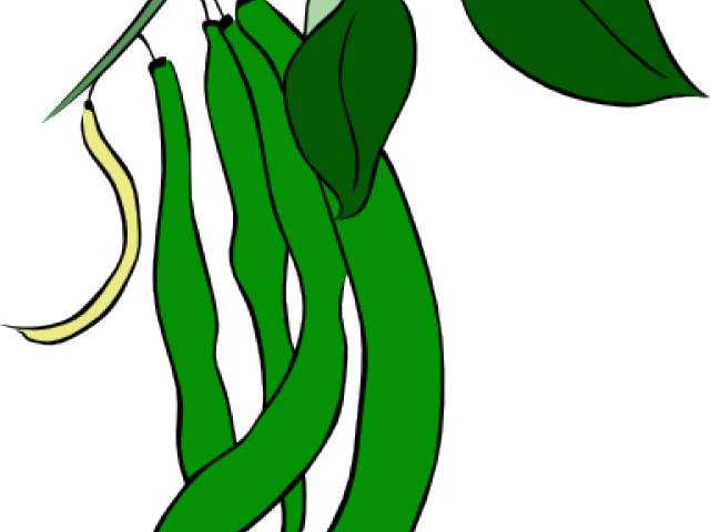 Microsoft Clipart String Bean - Clip Art - (640x480) Png Clipart Download