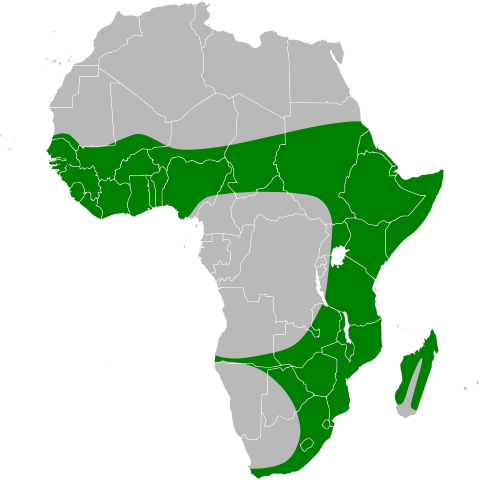 Black Heron Map) Range Map - Africa Map Green Png - (480x480) Png ...