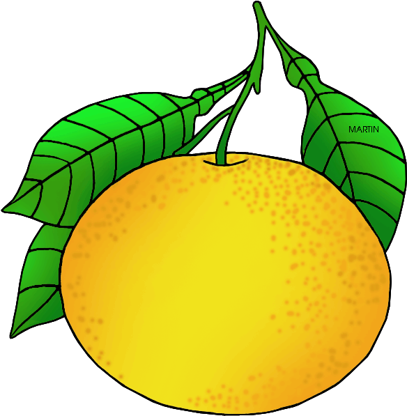 Texas State Fruit - Grapefruit Clipart - Full Size PNG Clipart Images ...