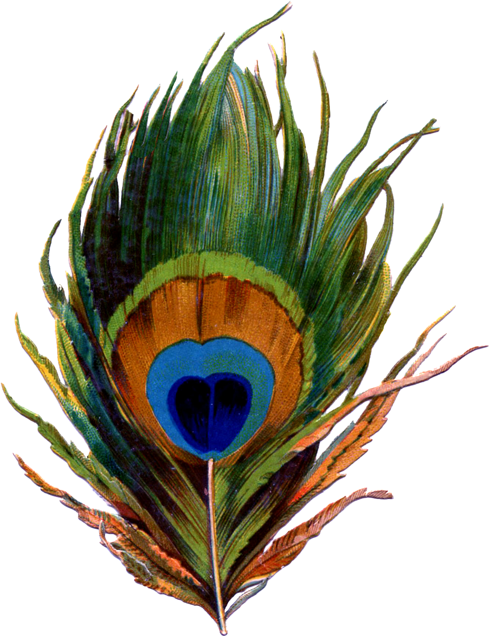 Printable Peacock Feather - Pena De Pavao Png - (1084x1350) Png Clipart ...
