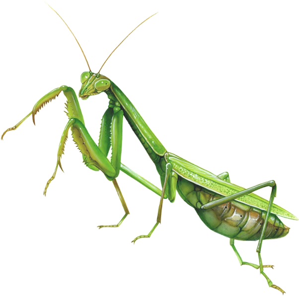 Mantis Clipart Insect Bug - Praying Mantis Fighting Stance - (771x677 ...