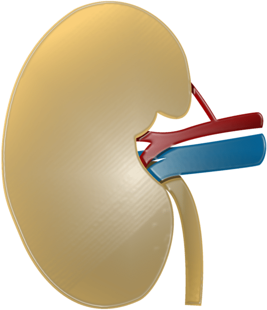 Three Kidney Schemes, Just Illustrating The Basic Structure - Three ...