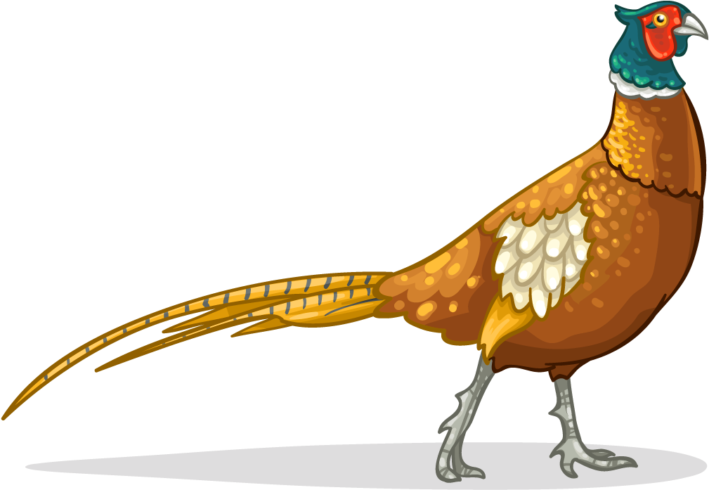 Pheasant Icon - Full Size PNG Clipart Images Download