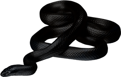 Black Snake Transparent Png Stickpng - Black Mamba Snake Png - (400x400 ...