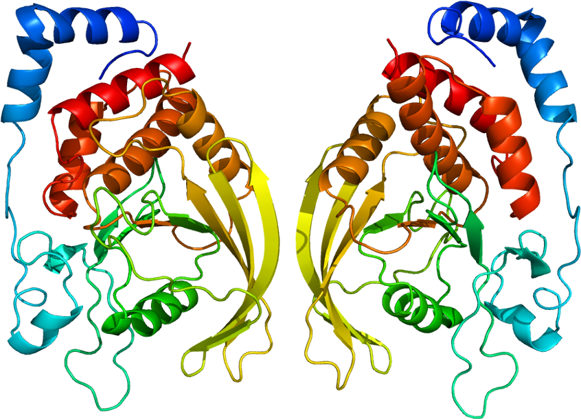 Caveolin Protein Structure - (895x660) Png Clipart Download