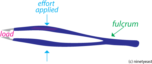 The Other Benefit Of A Tweezer Is It Allows You To - 3rd Class Lever ...