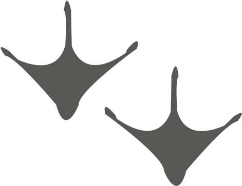 Icon Transparent Png - Animal Feet Print Background - (512x512) Png ...