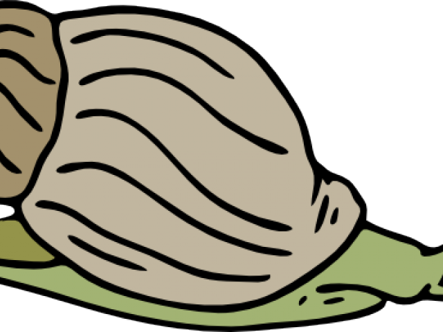 Snail Clipart Line Art - Sea Snail Gif Png - (640x480) Png Clipart Download