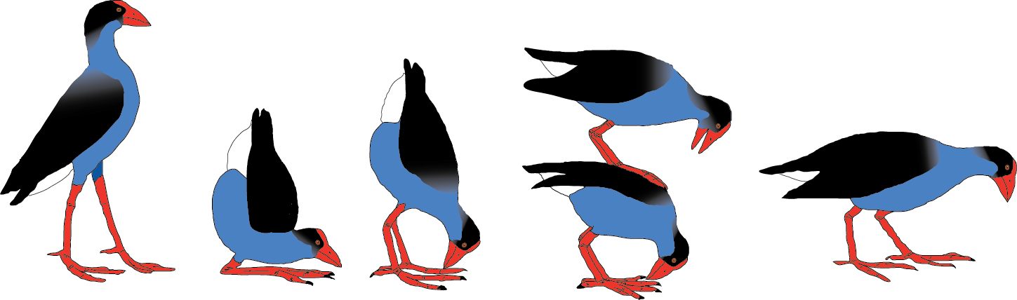 Swamphens - Pukeko Clipart - (1449x428) Png Clipart Download