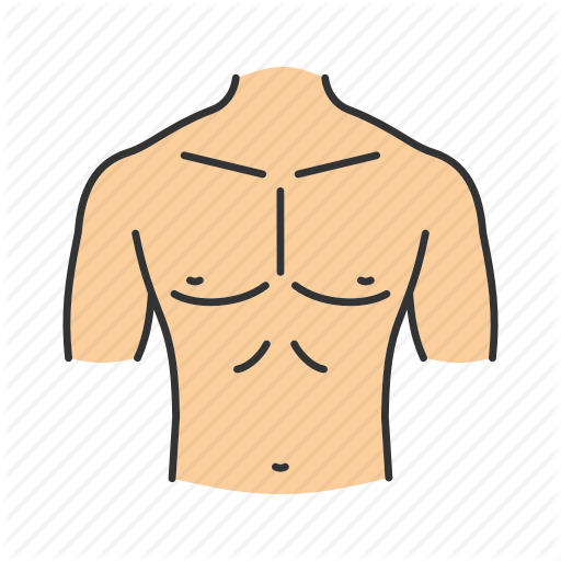 Abdomen Body Part Chest - Parts Of The Body Chest - (512x512) Png ...