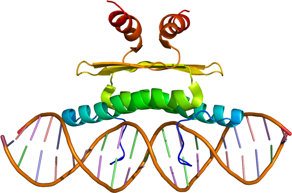 Mef2c Structure - (982x666) Png Clipart Download