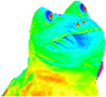 Mlg Frog Transparent - Rainbow Toad Gif - (420x420) Png Clipart Download