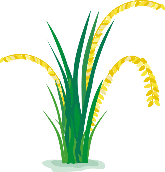 Paddy Plant Png - Rice Plant Cartoon - (700x729) Png Clipart Download