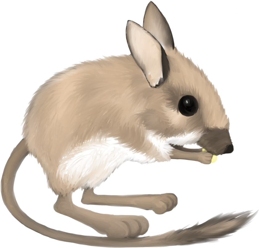 Kangaroo Rat Clipart - Desert Kangaroo Rat Clipart - Full Size PNG ...