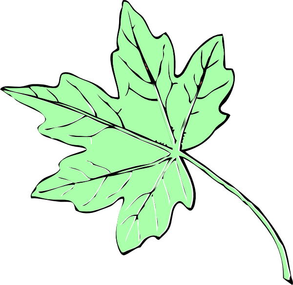 Light Green Maple Leaf Clip Art - Fall Leaves Clip Art - Full Size PNG ...