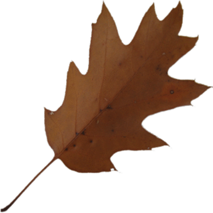 Brown Maple Leaf Clip Art At Clker - Brown Leaf - (420x420) Png Clipart ...