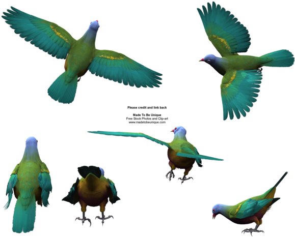 Flying Dove Png - Flying Bird Top View - (600x480) Png Clipart Download