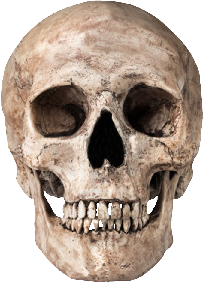 Skull - Skull Png - (788x1000) Png Clipart Download