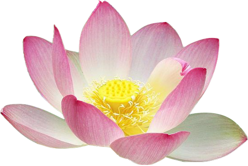 Lotus Flower Clipart - Lotus Flower Cut Out - (800x544) Png Clipart ...