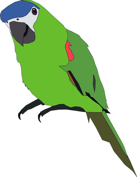 Parrot Clipart Pet Bird - Parrot Clip Art - (560x720) Png Clipart Download