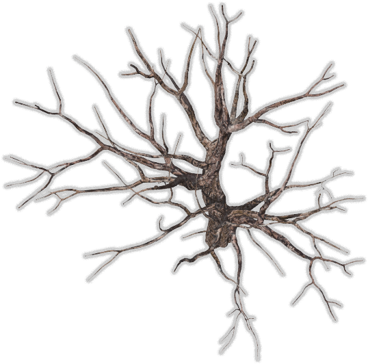 24 Mar 2009 - Dead Tree Top View Png - (571x541) Png Clipart Download