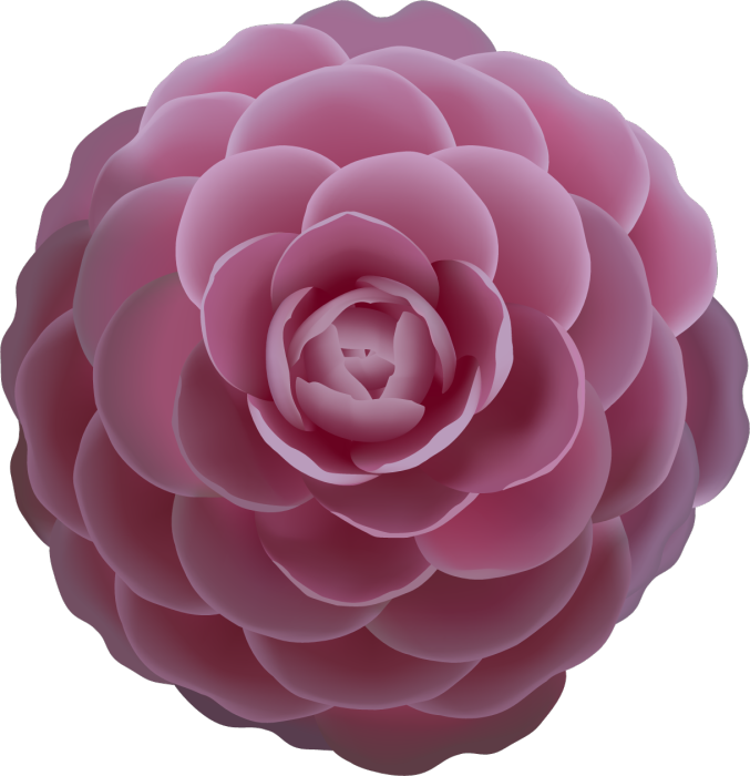 Camellia Rose Clip Art - Adobe Illustrator - (677x700) Png Clipart Download