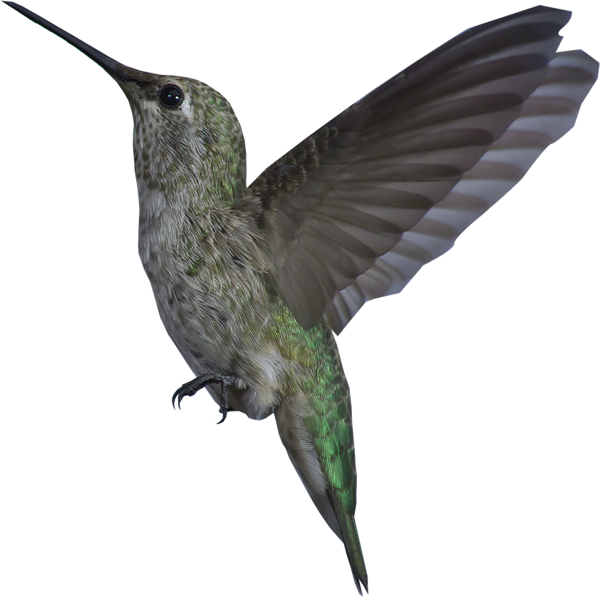 Transparent Animated Bird Gif
