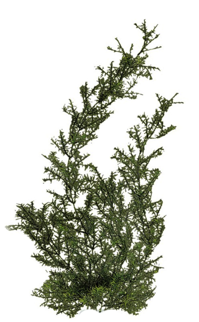 Plants Png Hd - Evergreen - (1024x746) Png Clipart Download