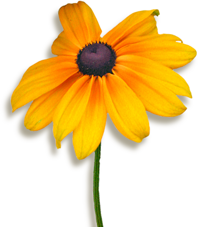 Flowers - Black Eyed Susan Transparent - (399x457) Png Clipart Download