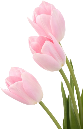 Transparent Tulips - Pink Tulip On White - (370x555) Png Clipart Download