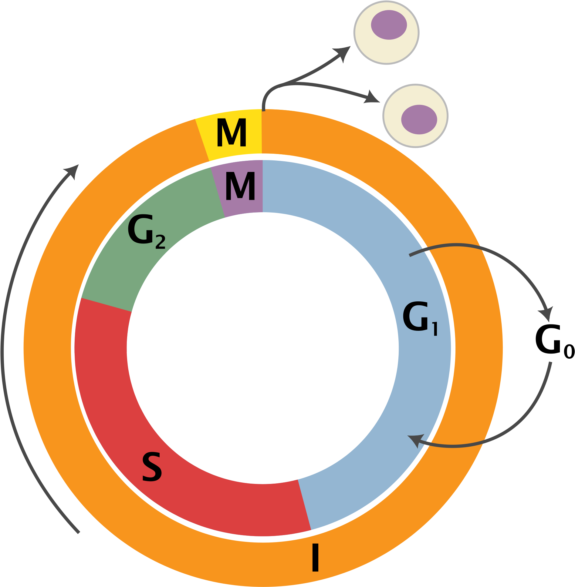 Cell Cycle Png - Full Size PNG Clipart Images Download