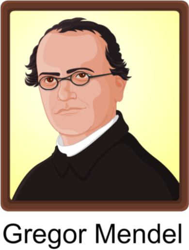 Gregor Mendel - (420x547) Png Clipart Download