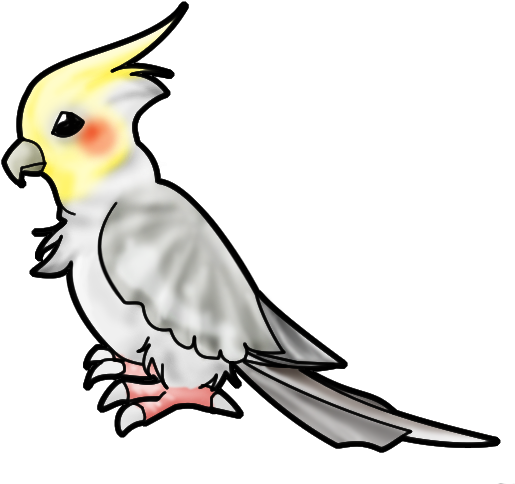 Drawn Parakeet Cocktail - Cockatiel Bird Drawing - (625x510) Png ...