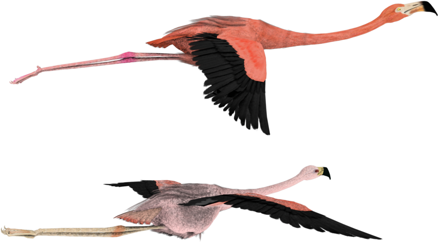 Draw - Flamingo Flying Drawing - (900x720) Png Clipart Download