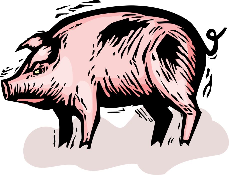Vector Illustration Of Domesticated Pig In Farm Pigsty - Muddy Puddles ...