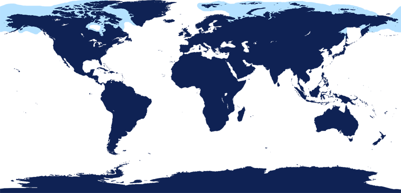 Beluga Whale Range - Map Of World Stencil - (800x386) Png Clipart Download