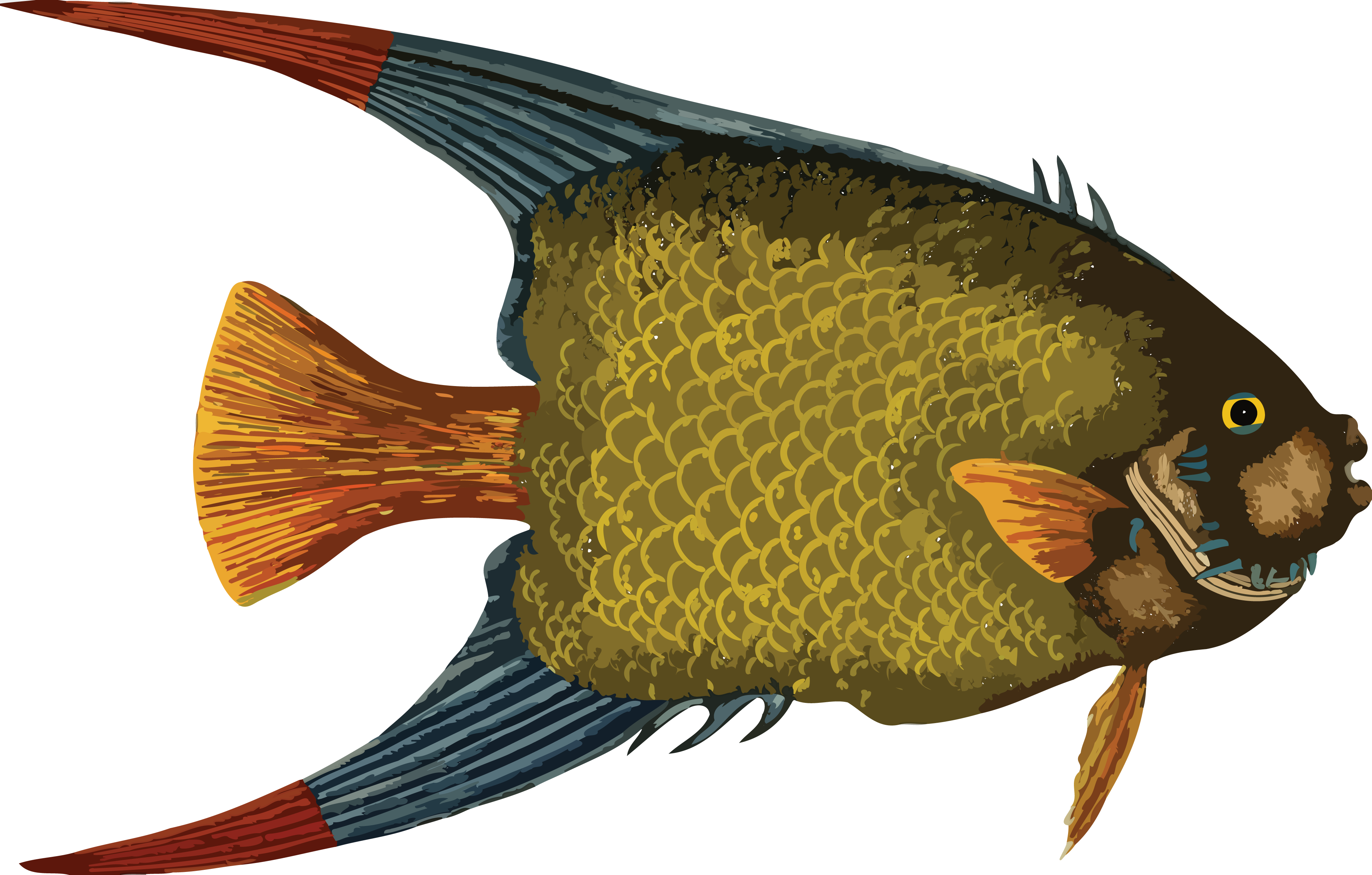 Fish - Sea Fish Fish Png - (4000x2552) Png Clipart Download