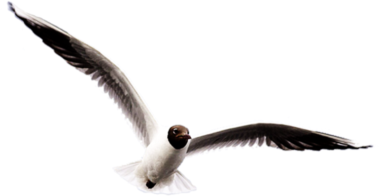 Ivory Gulls Bird Clip Art - Ivory Gulls Bird Clip Art - Full Size PNG ...