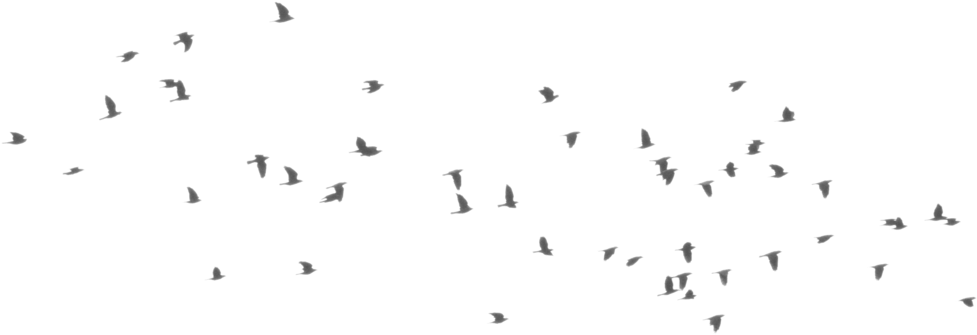 Flying Crows Group - Flock - Full Size PNG Clipart Images Download