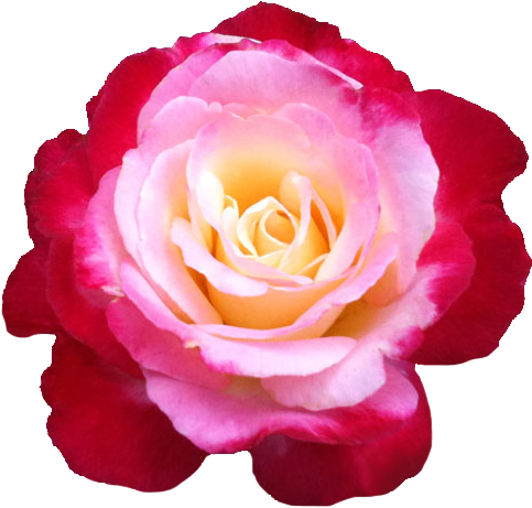 Transparent-flowers - Beautiful Flowers Transparent Background ...