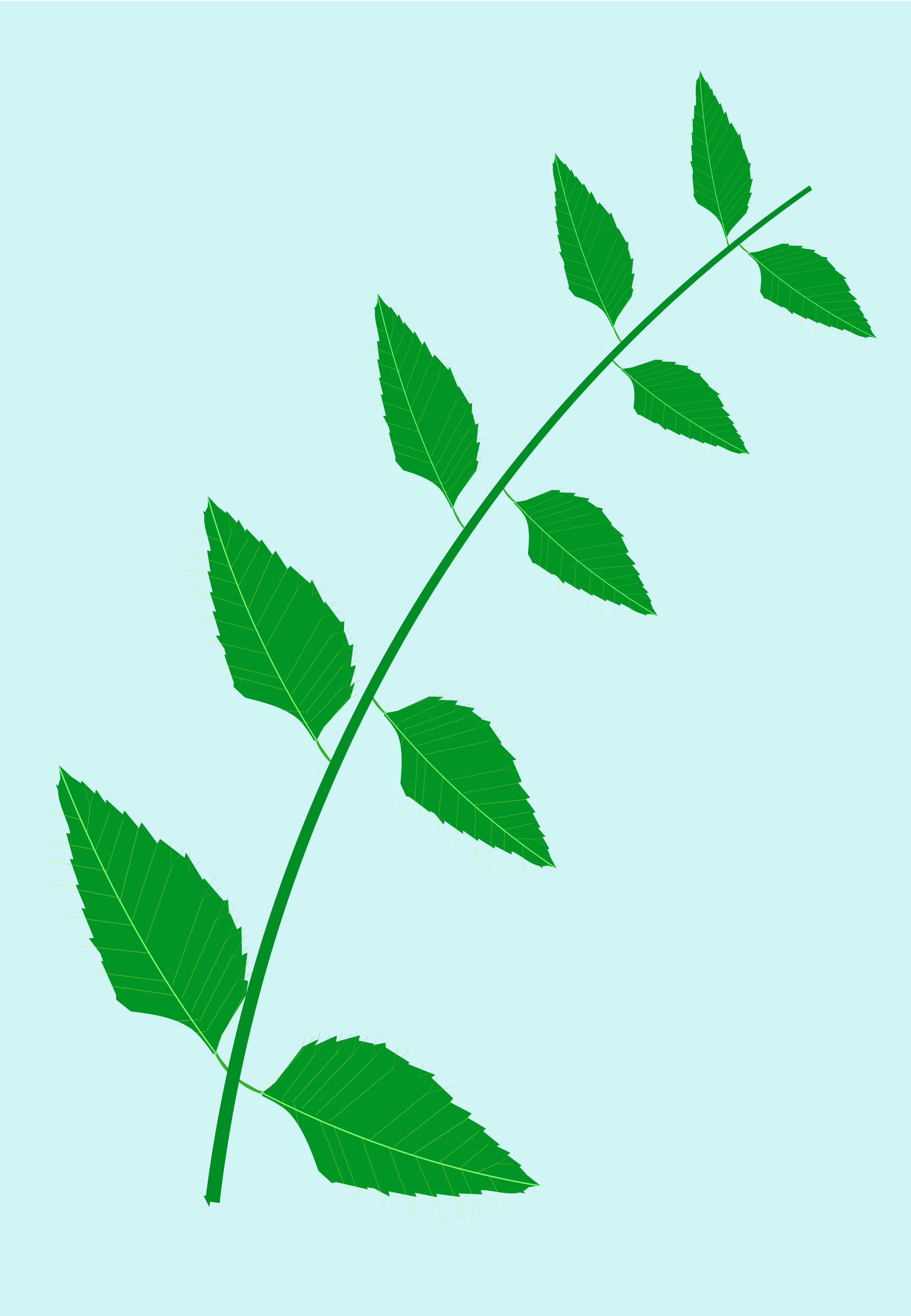 Big Image - Neem Tree Leaves Clip Art - Full Size PNG Clipart Images ...