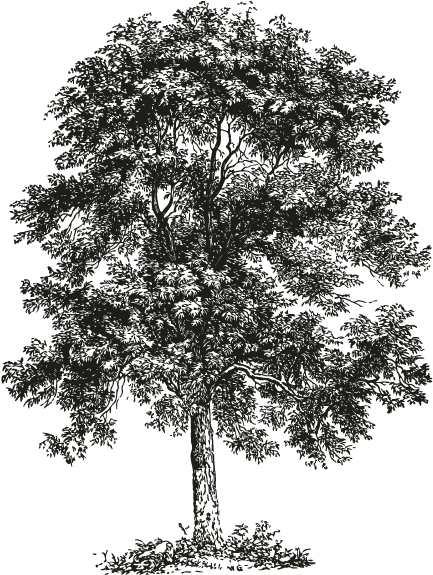 Collection Of Ash Tree Drawing High Quality Free Cliparts - Ecoholic ...