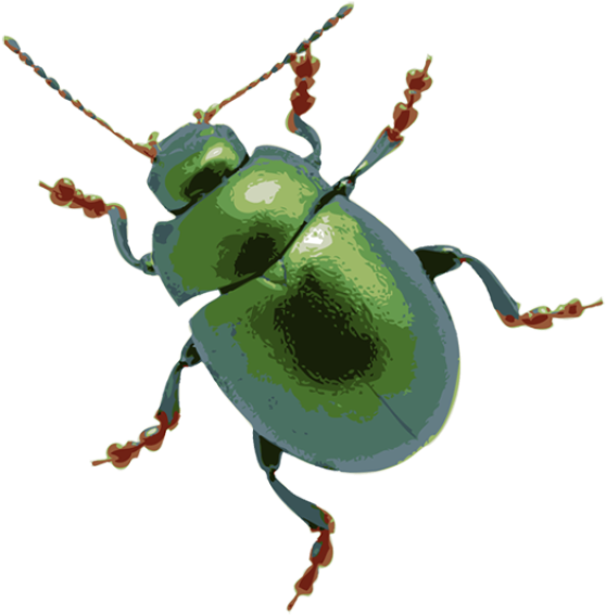 Bug Clipart Transparent Background - (640x610) Png Clipart Download