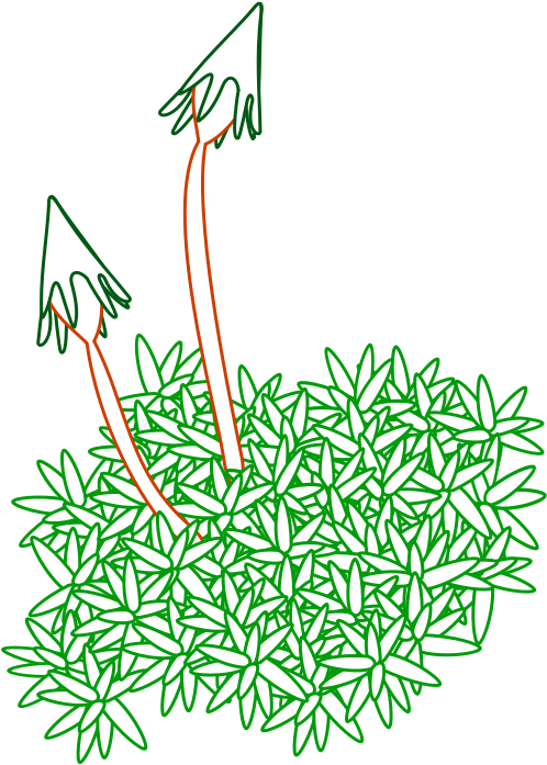 Free Moss - Moss Line Drawing - (603x800) Png Clipart Download