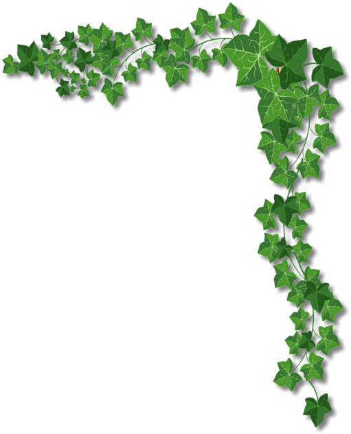 Ivy Page Borders - (511x631) Png Clipart Download