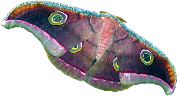 Transparent Tussore Silk Moth - Transparent Moth - (640x344) Png ...