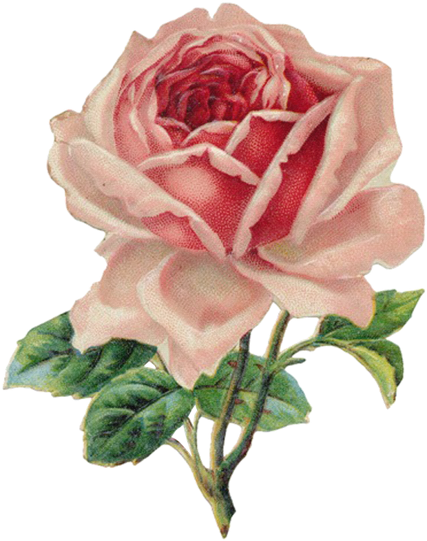 Victorian Rose Cliparts - Vintage Rose Clip Art - (638x800) Png Clipart ...