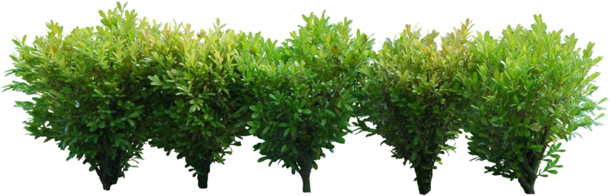 Shrub Clipart Transparent - Shrubs Clip Art - (899x343) Png Clipart ...